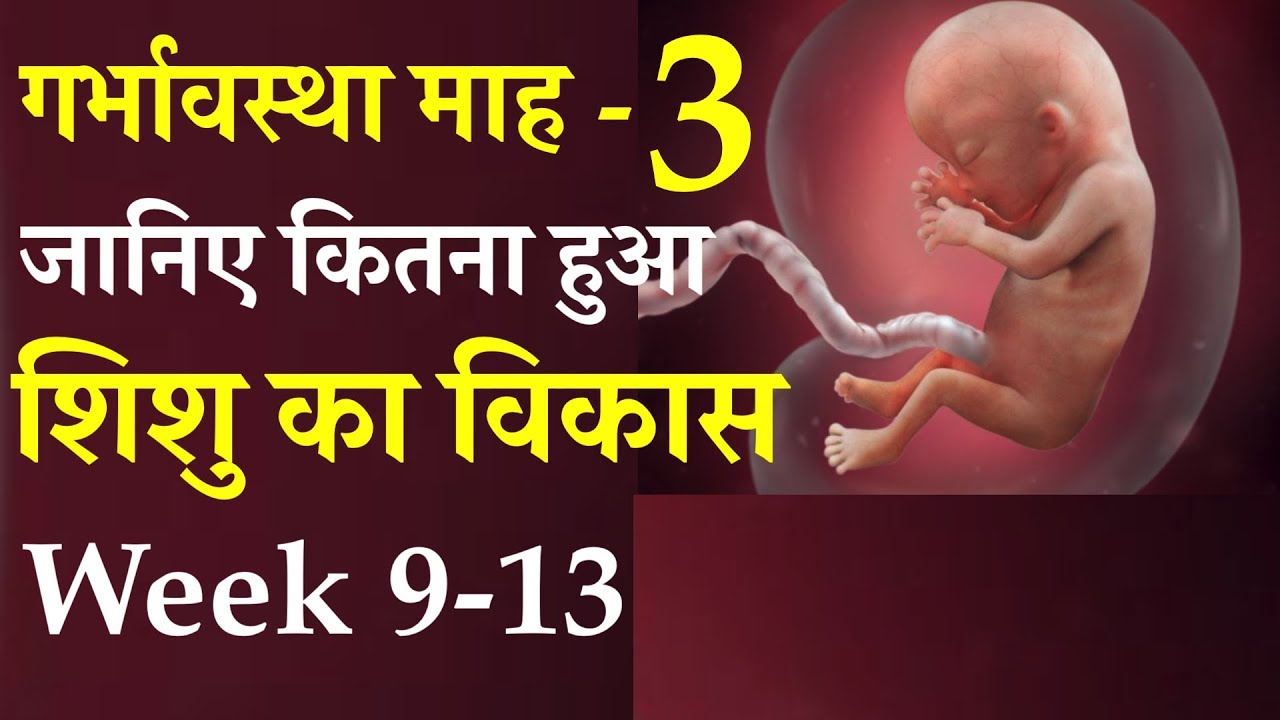 Pregnancy month 3 || Baby development in womb in 9 to 13 weeks of ...