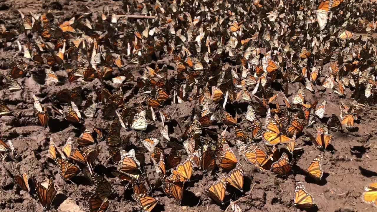 Monarch butterflies puddling in Piedra Herrada sanctuary - YouTube