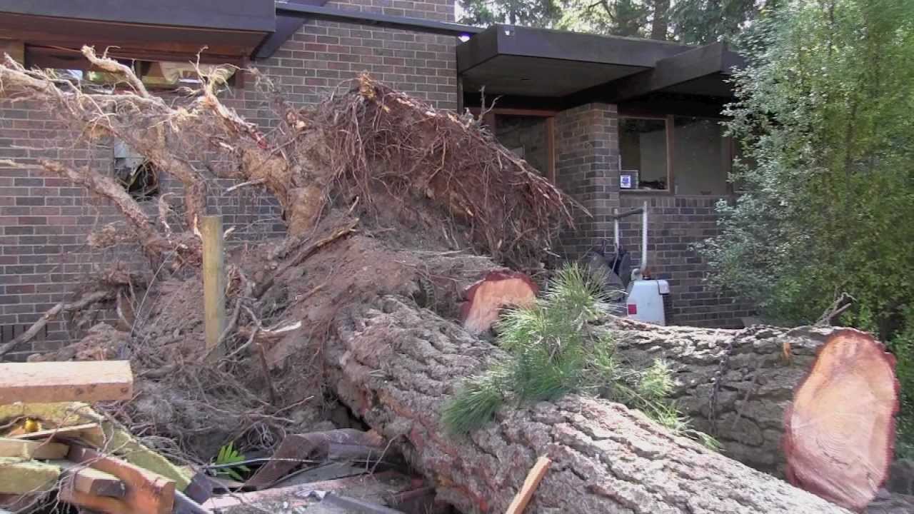 Wireless Remote Control Stump grinder on DANGEROUS overturned tree ...