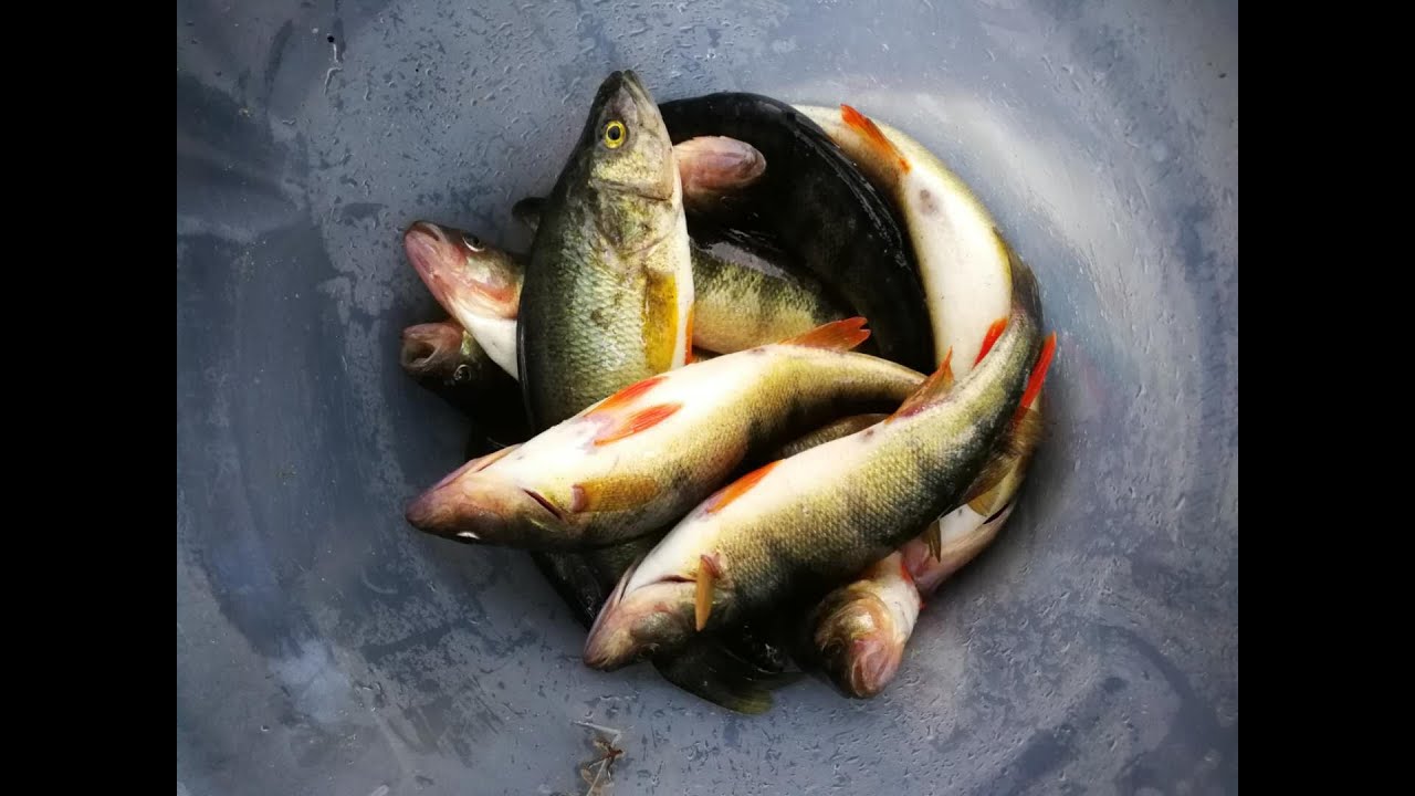 Yellow Perch Fishing in WA - YouTube