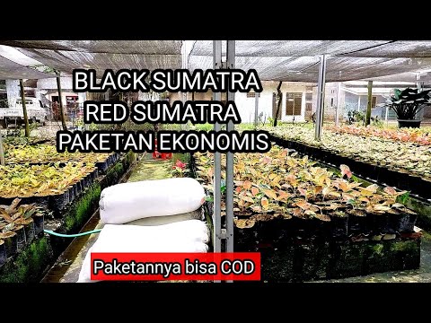 BLACK SUMATRA RED SUMATRA PAKET PAKETAN EKONOMIS #tanamanhias - YouTube