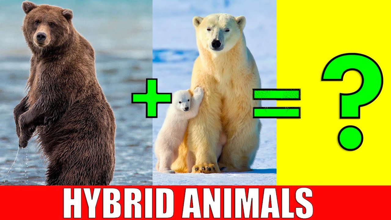 HYBRID ANIMALS | Animals that really exist | Sounds of wild animals ...