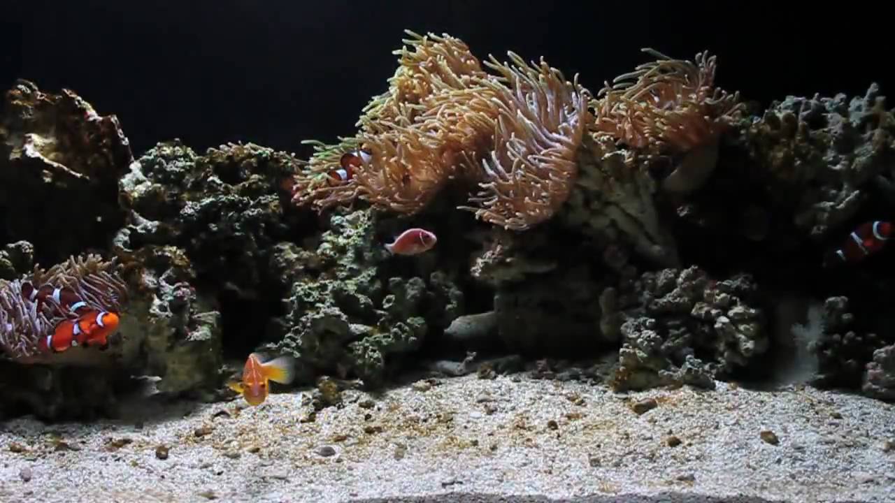 Plasma Candy's DVD "Soothing Seascapes From The Florida Aquarium" - YouTube