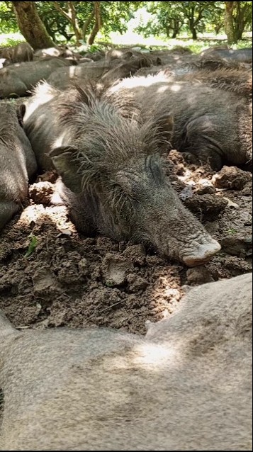 Pigs Relax #shorts - YouTube