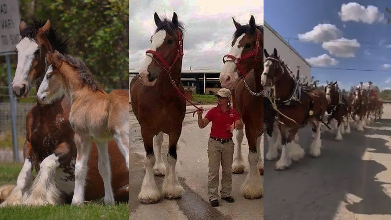 Beautiful Clydesdale horses and foals - YouTube