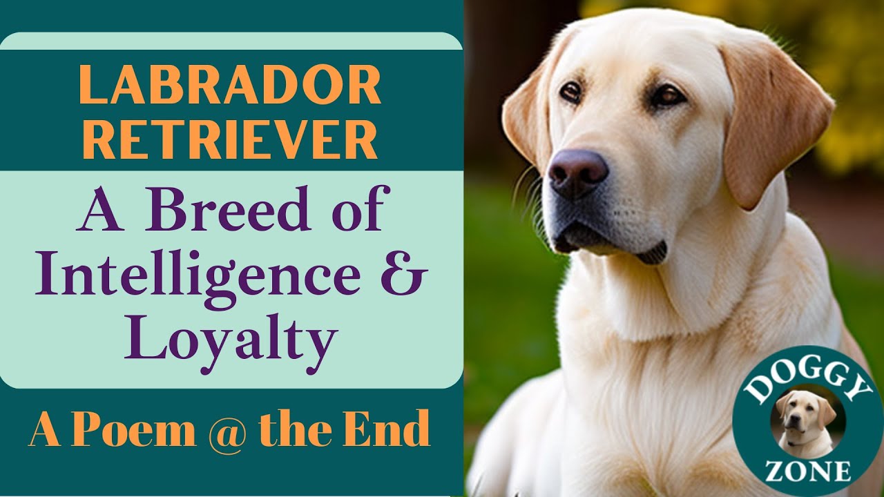 Are Labrador Retreivers Loyal