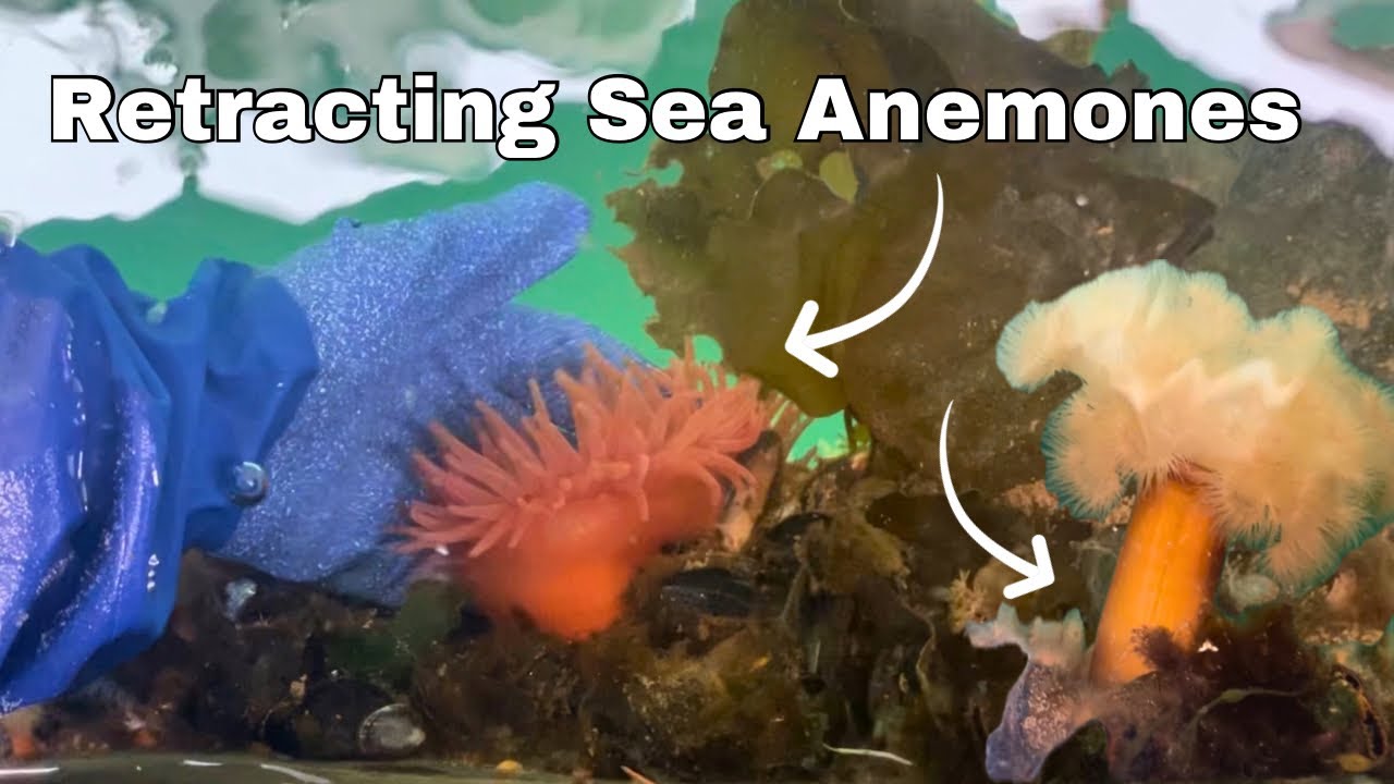 Tidepool Tim Makes Sea Anemone Retract - YouTube