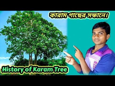 কারাম গাছের ইতিহাস জানুন, History of Karam tree 🎄. adivasira Karam ...