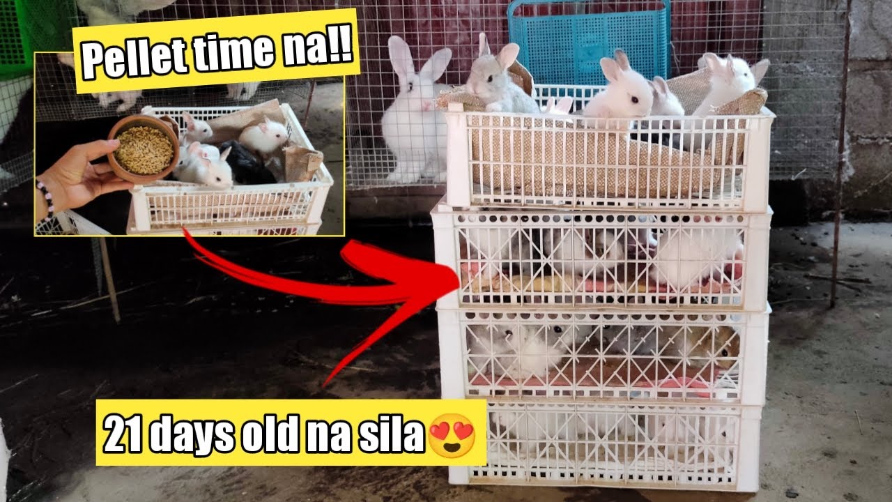 Rabbit farming | 21 days old kits ganito ko sila pakainin - YouTube