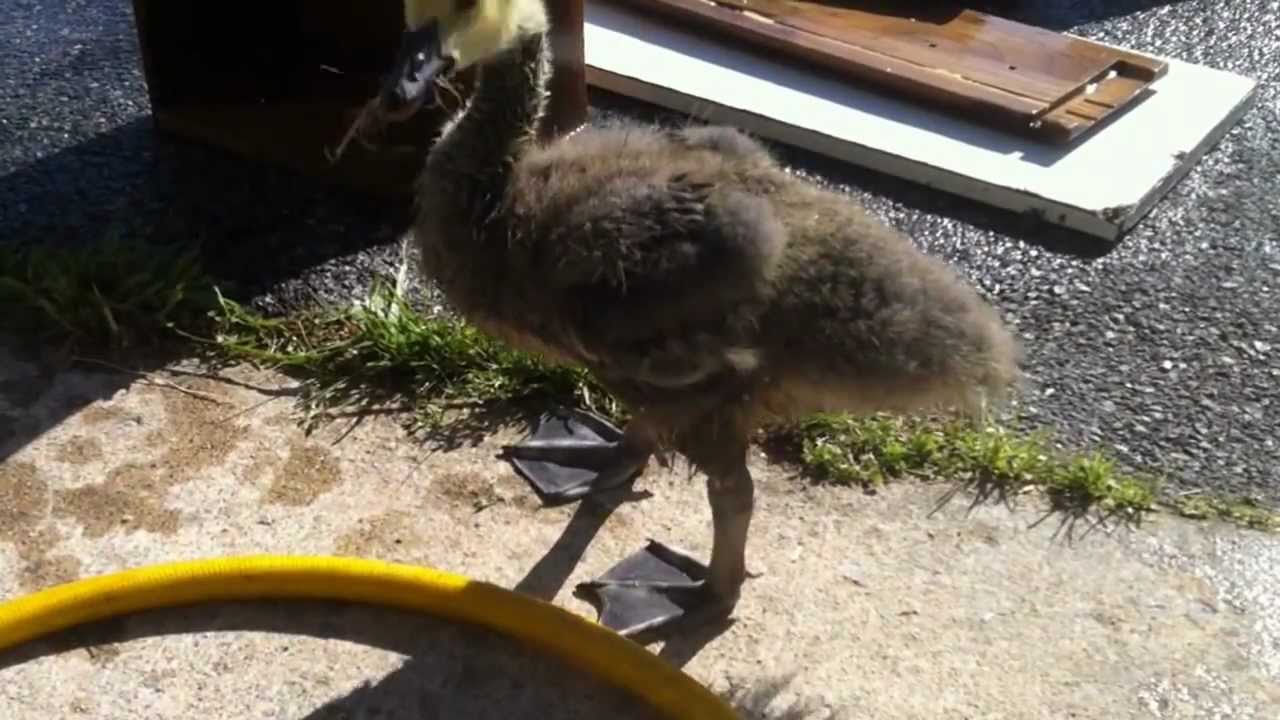 Cute Baby Goose Eating Grass - YouTube
