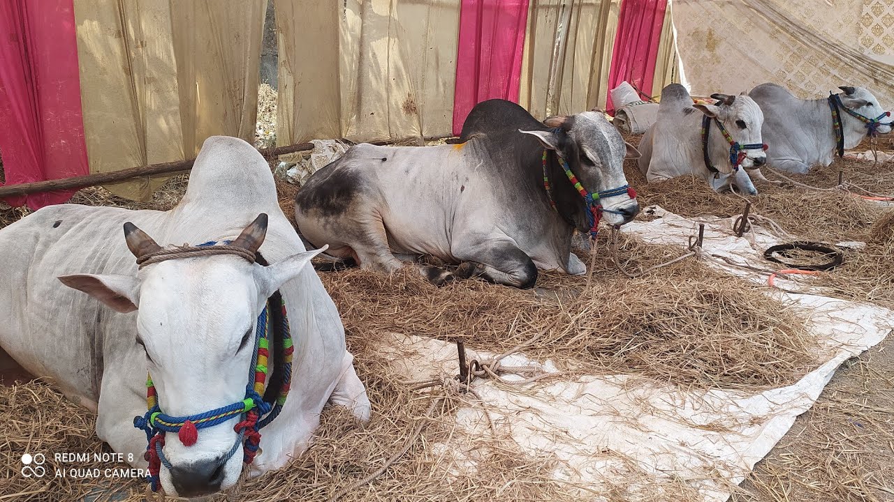 Marthala Chandra Obul Reddy Gari Senior Bulls In Narasaraopet Bull Race ...