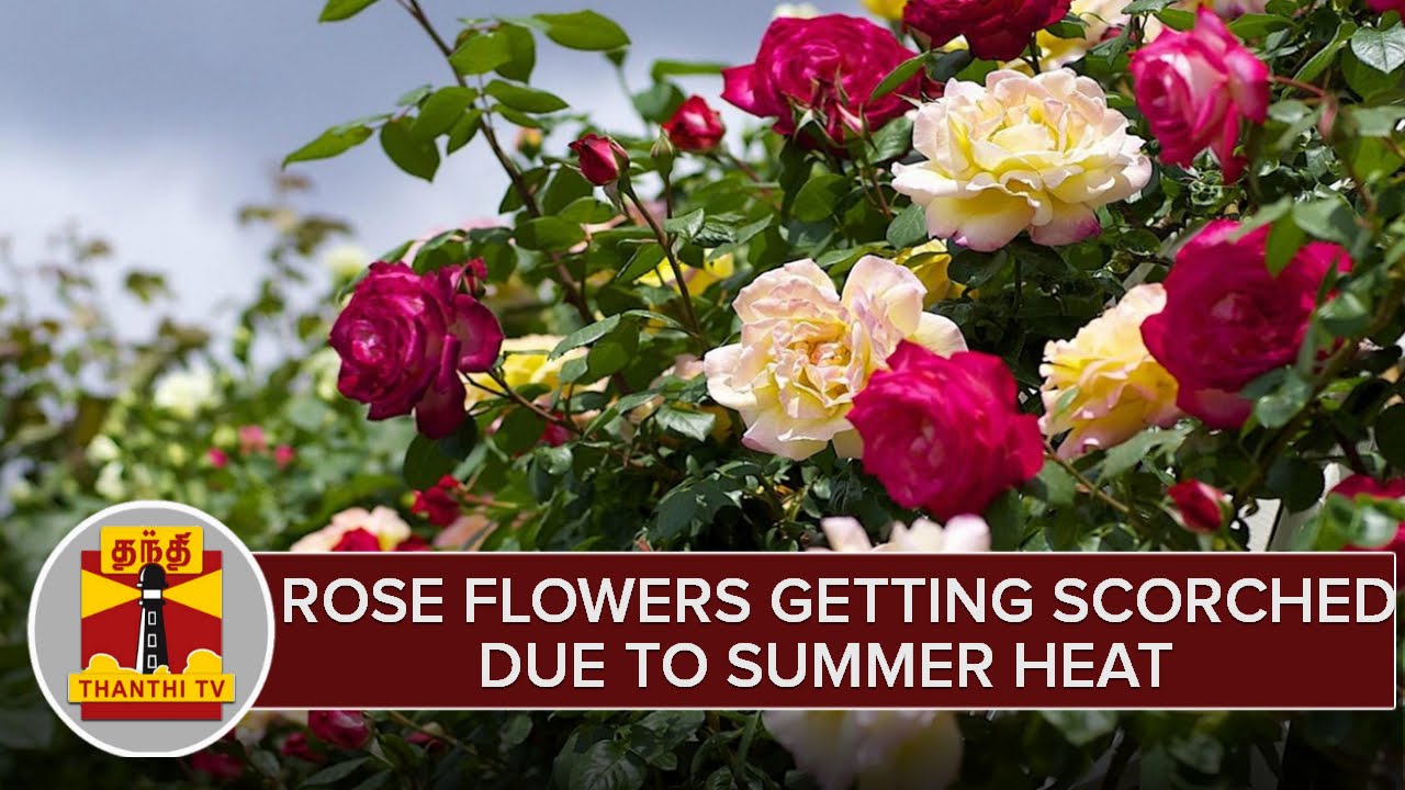 Rose Flowers Getting Scorched Due To Summer Heat, Hosur Farmers ...