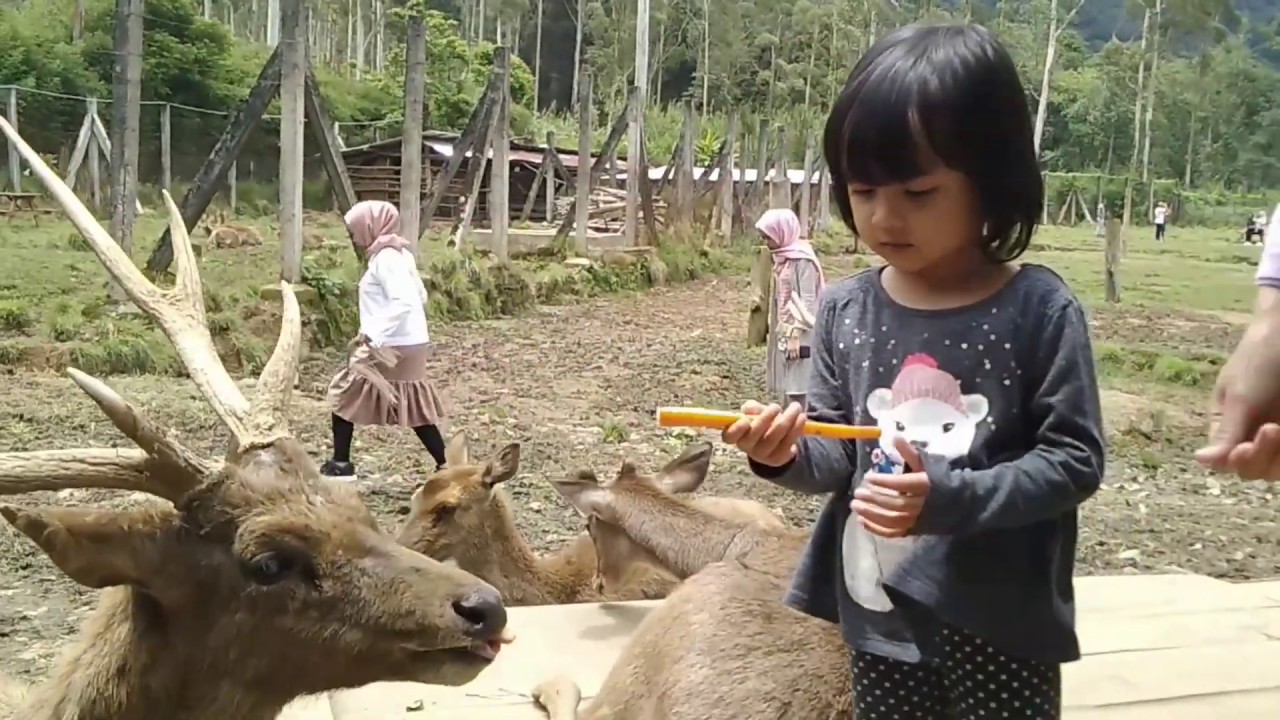 Serunya Memberi makan rusa di Ranca Upas Bandung - YouTube