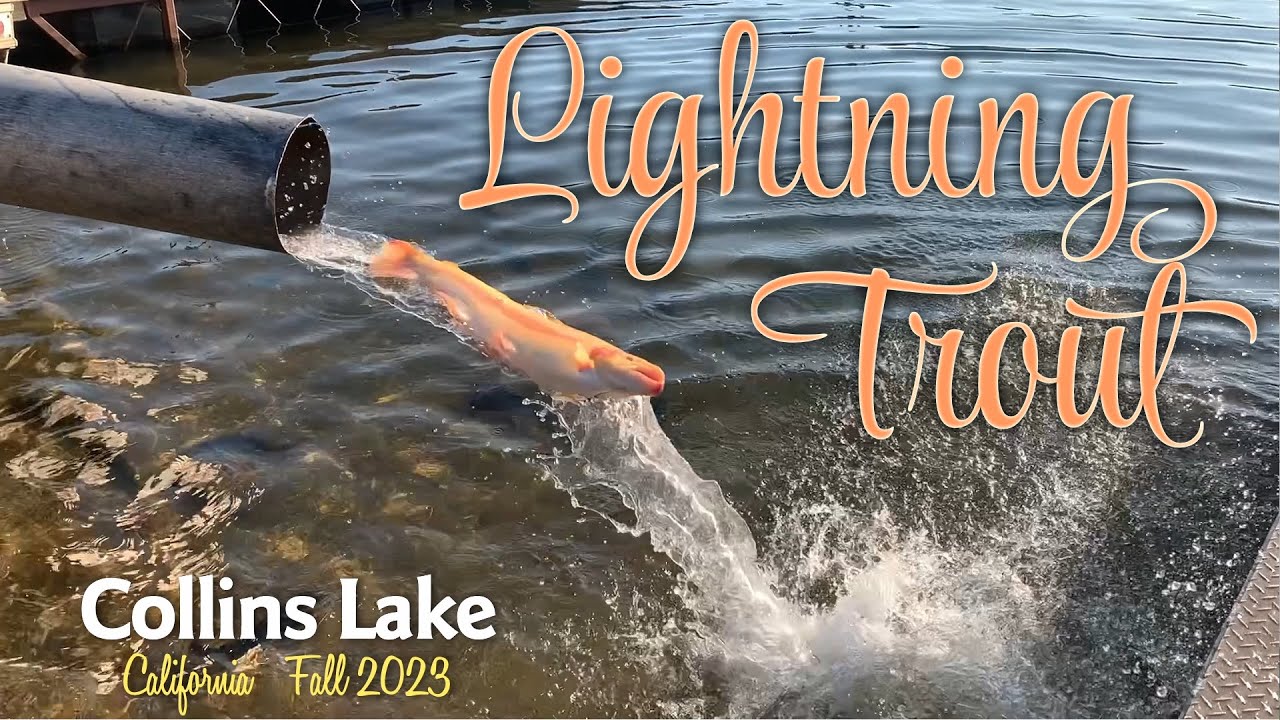 Autumn Trout Planting at Collins Lake - YouTube