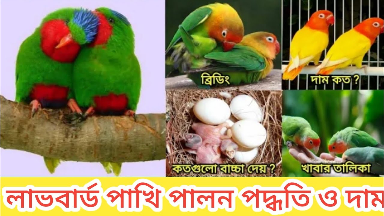 লাভ বার্ড পাখি পালন পদ্ধতি ও দাম | Love bird rearing | Love bird Pakhi ...