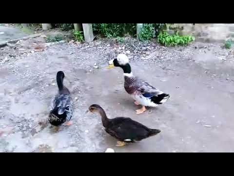 pato nace con copete gracioso #ADONAYHDZ - YouTube