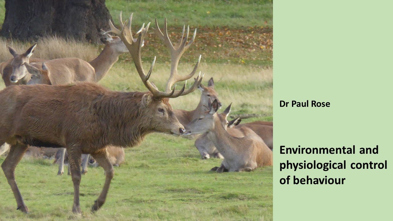 Environmental and physiological control of animal behaviour - YouTube