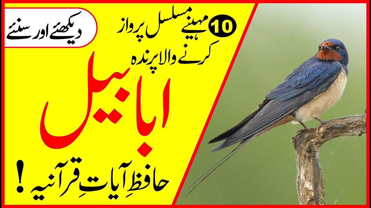 SWALLOW FACTS IN URDU SWALLOW FACTS SWALLOW HIDDEN FACS HAYAT UL