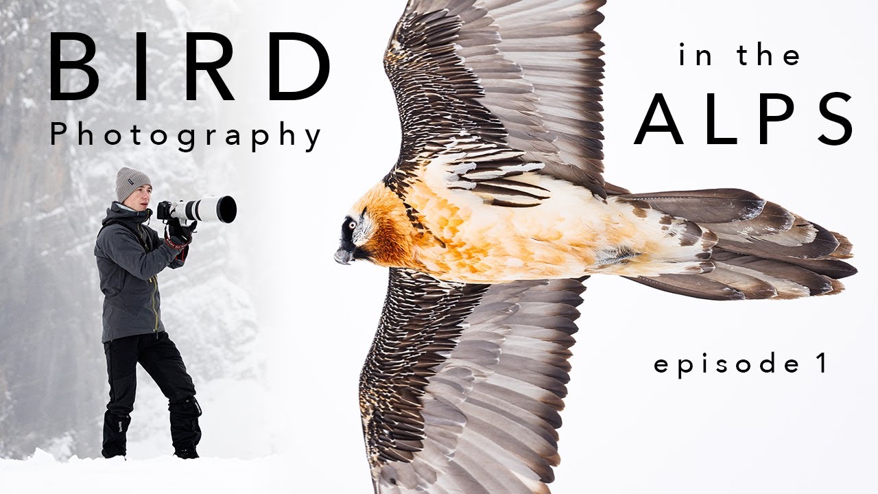 Bearded Vulture & Golden Eagle ⎸ PHOTOGRAPHY EXPEDITION to the ALPS - ep. 1 - YouTube