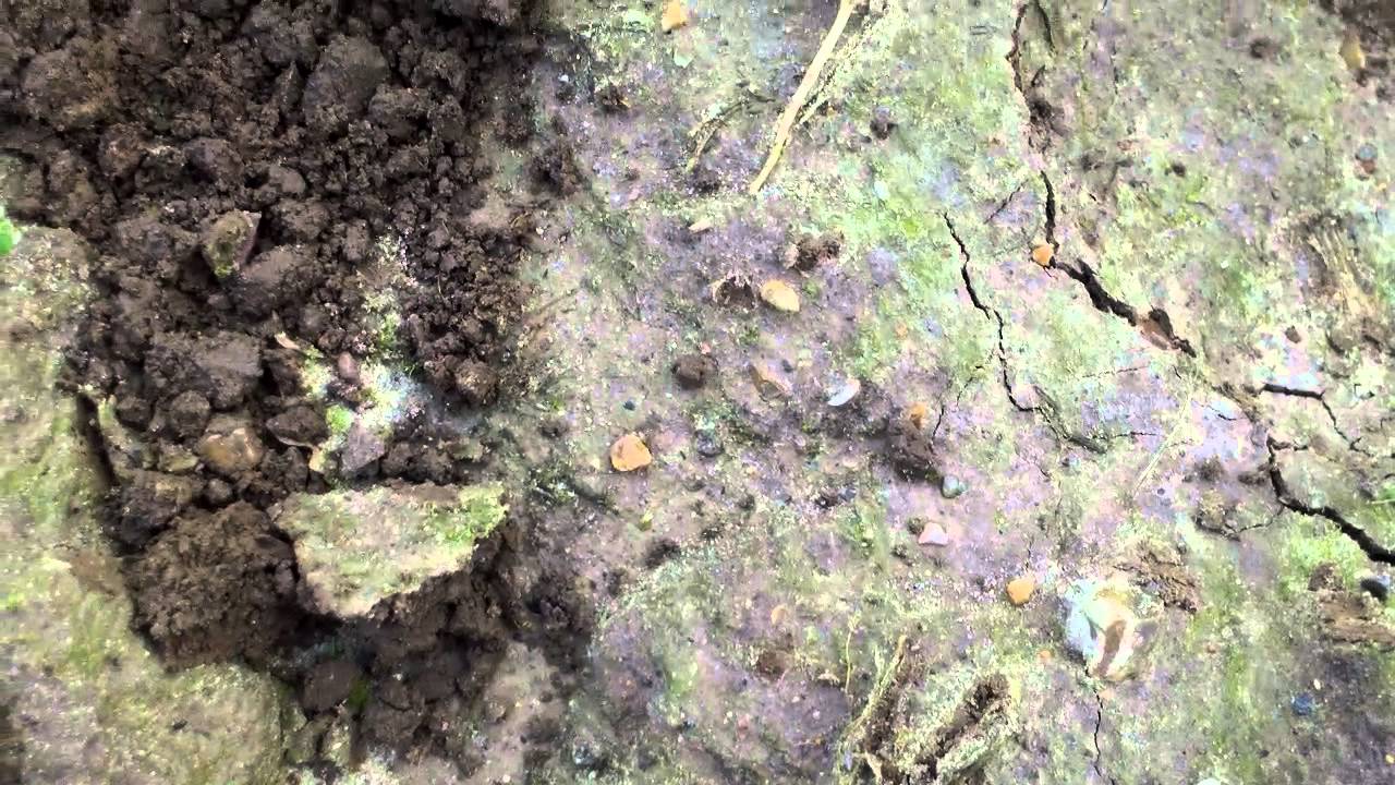 Metal detecting tesoro tejon finds hammered coin - YouTube