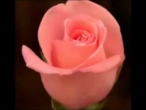 YouTube   Barış Manço   Gül Pembe