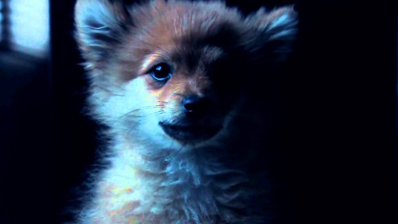 Chancla the dog - YouTube