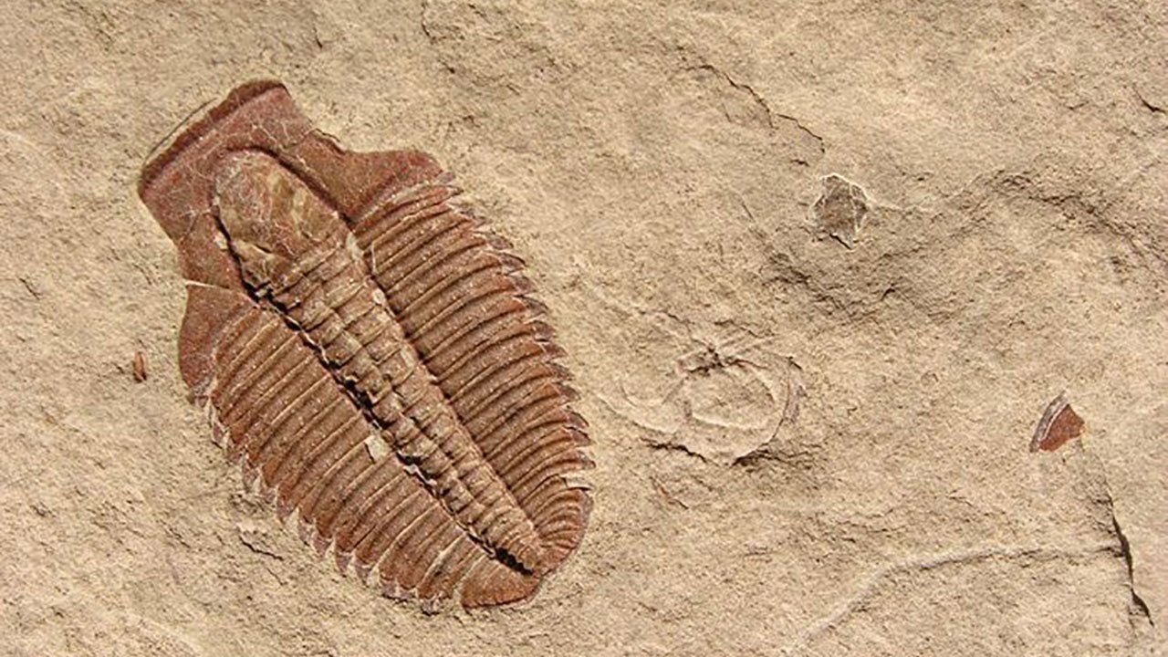 Unanswered Questions from the Fossil Record and Geology - YouTube