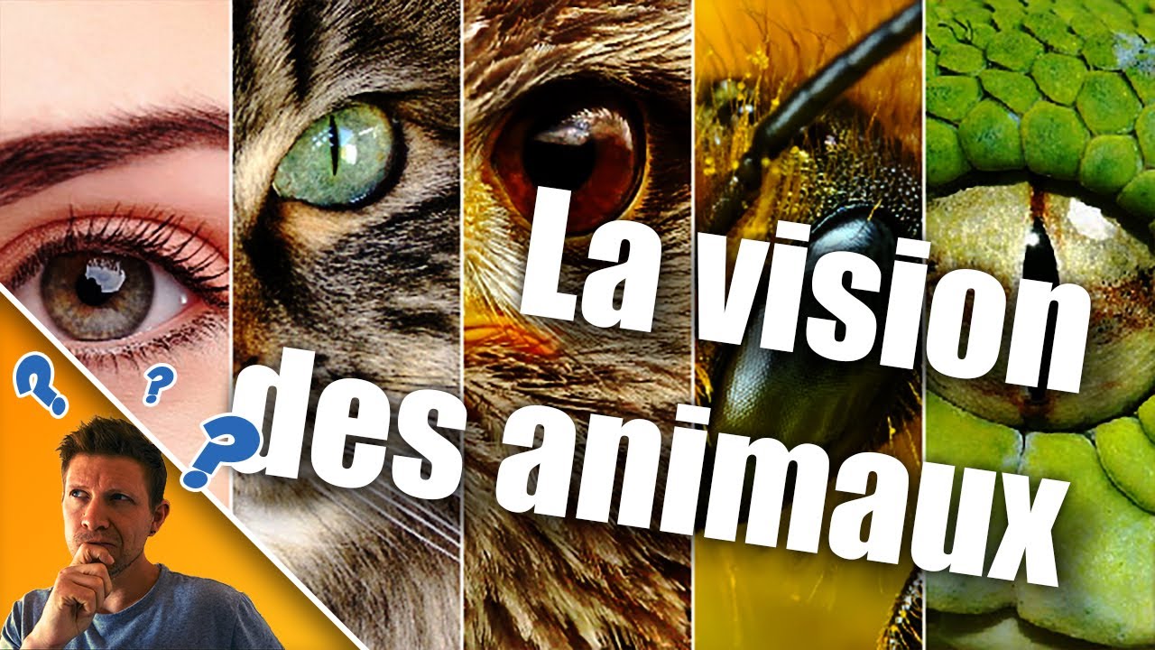 LA VISION DES ANIMAUX (et pas qu'avec les yeux !) [2019] - YouTube