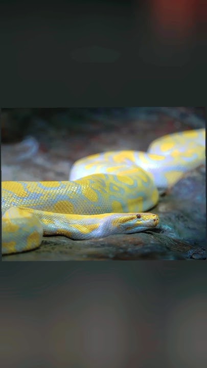 How Many HOURS Does A PYTHON SLEEP 😴 | Amazing Facts 😱 | #shorts # ...