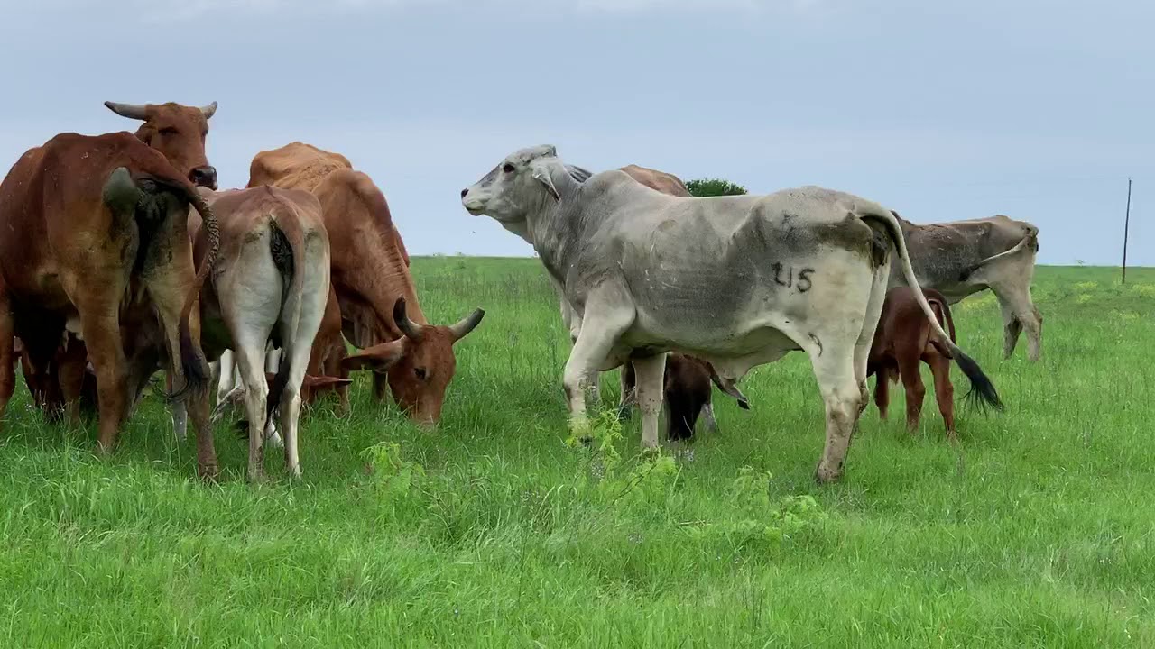 Cattle Range Listing# 004C201-201 - YouTube