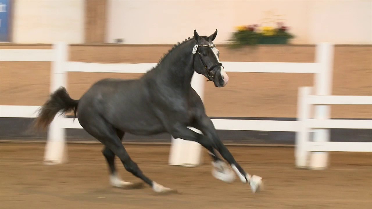 KN 58 v. Clarimo - Carthago Z - YouTube