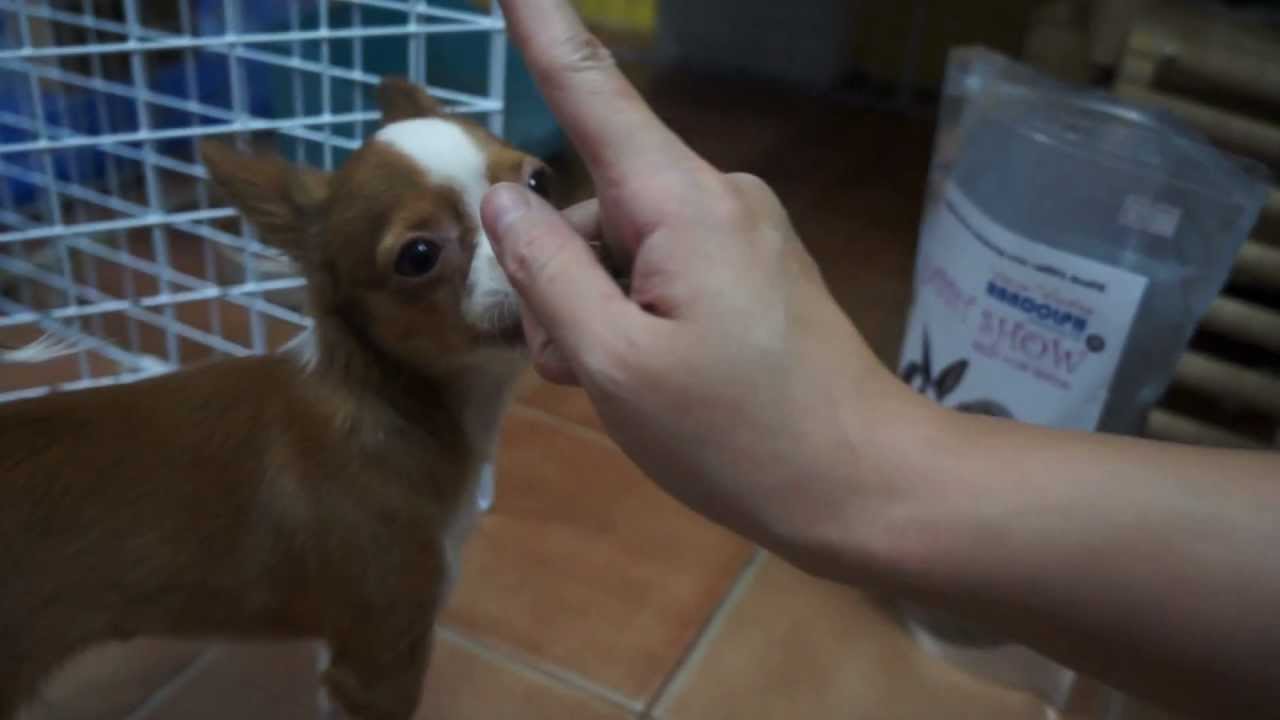 Suki likes Rabbit Show - YouTube