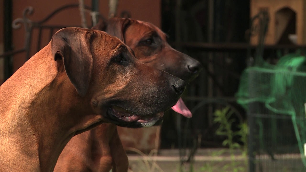 RACE "RHODESIAN RIDGEBACK" - YouTube