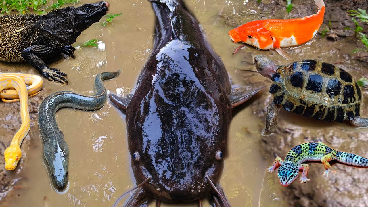 Tangkap belut jumbo dalam lubang ada ikan lele, ikan hias, ikan koi ...