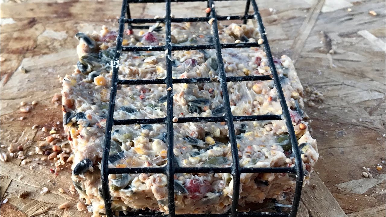 DIY Bird Feeding “Suet”/Fat Cakes - YouTube