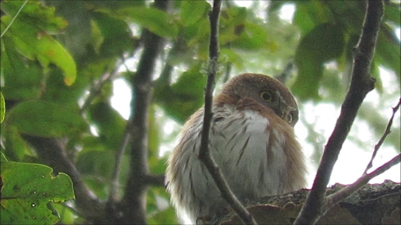 Colima Pygmy Owl - YouTube