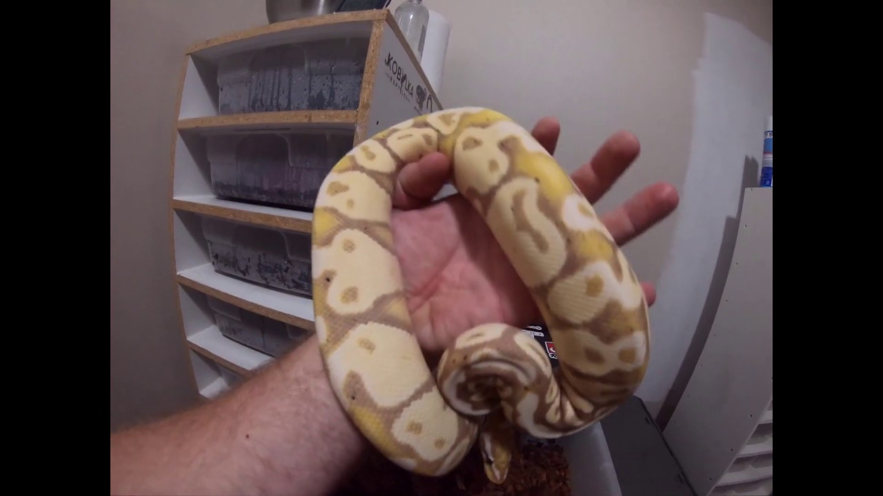 SNAKE SHOWCASE! ALL MY SNAKES! - YouTube