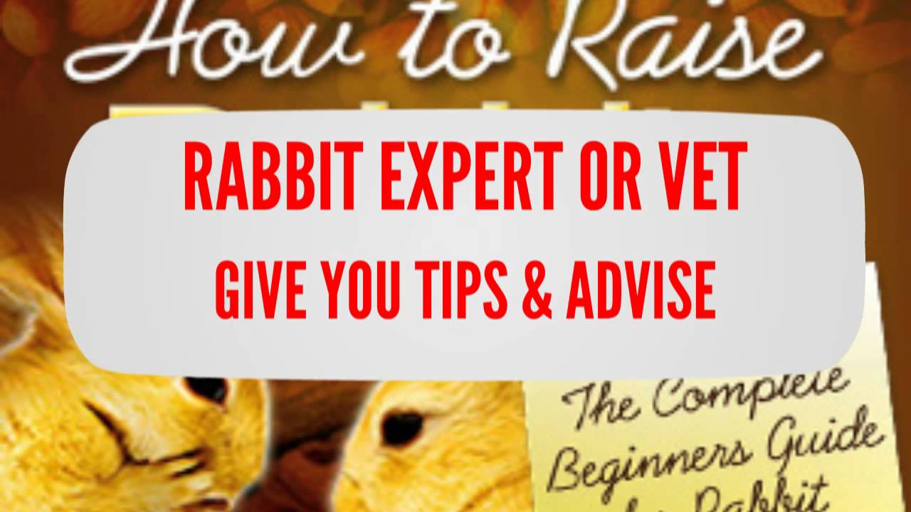 Raising Better Rabbits.Discover the right way of raising health rabbits ...