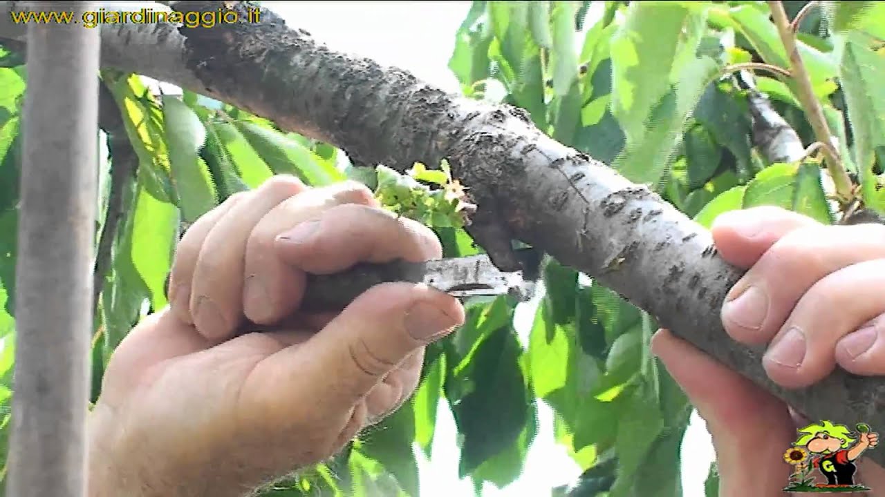 innesto a scudetto - YouTube