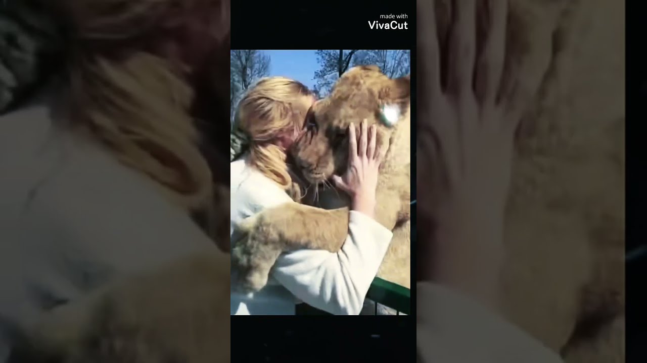 lions hugging a woman - YouTube