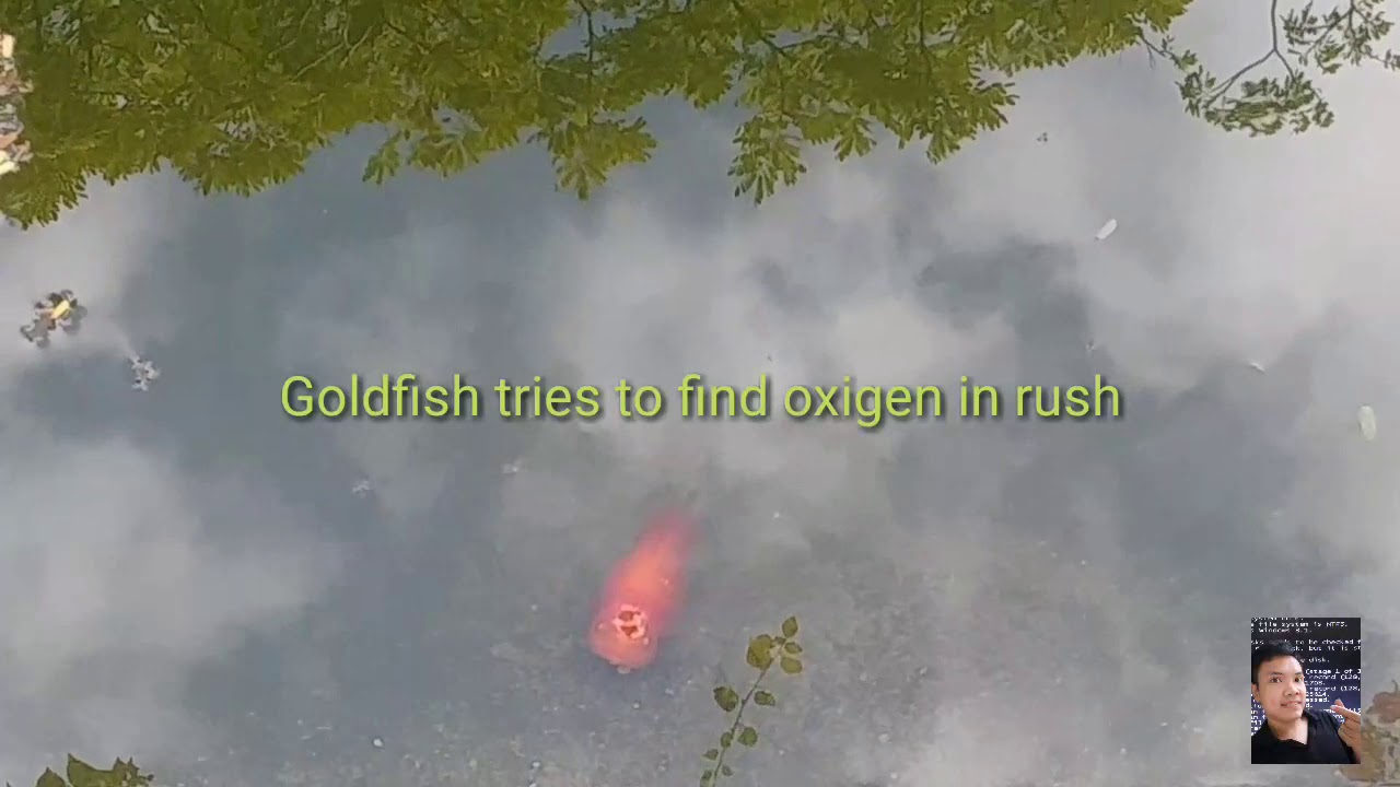 A Goldfish is very piteously . Helpless 😔😔😔 - YouTube