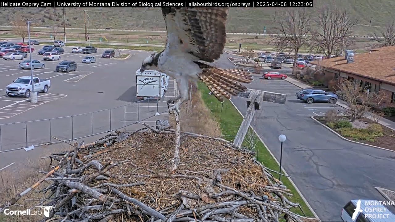 The nest rehab begins 12 25 16 4 8 25 - YouTube