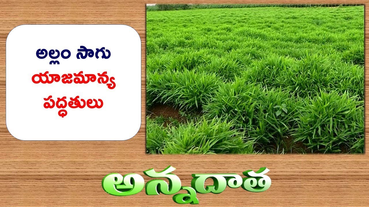 Ginger Package of Practices || ETV Annadata - YouTube