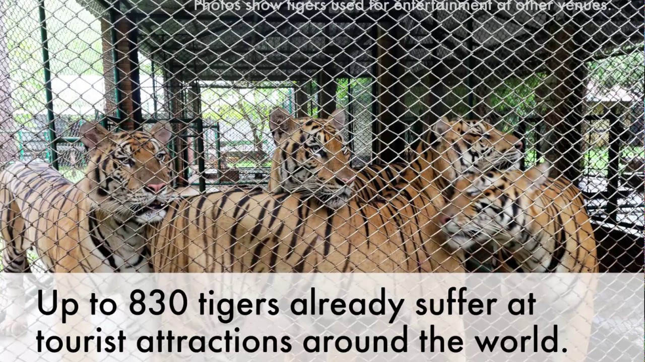 "New Tiger Temple" construction underway - YouTube