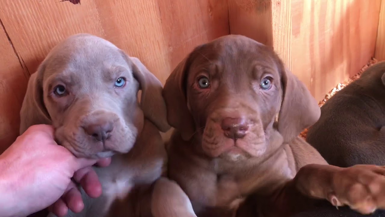 Puppies! 9 Great Weimar Pups! - YouTube