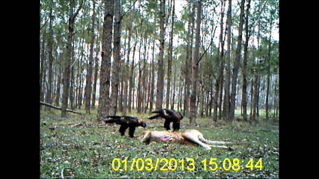 Massive Eagles Eat Kangaroo!!! - YouTube