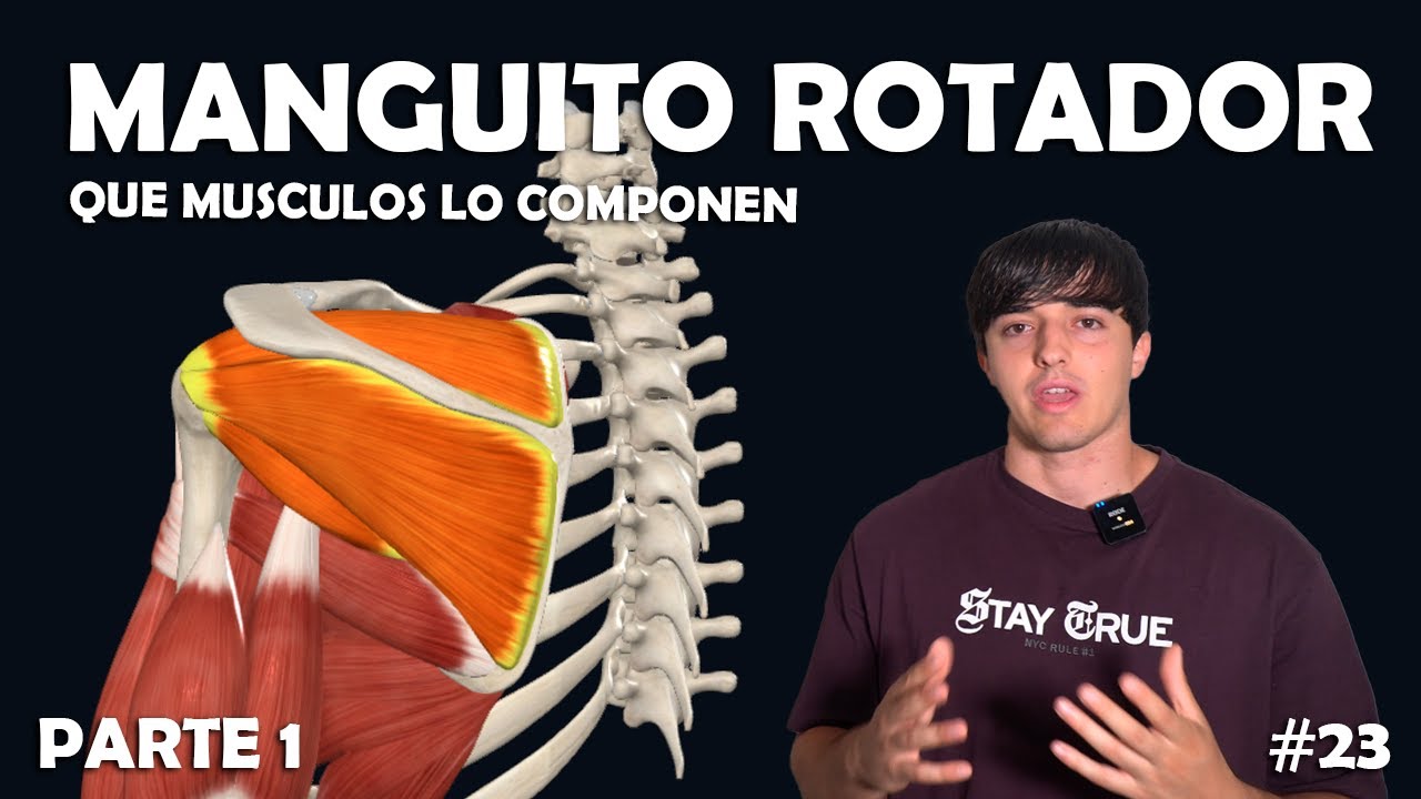 Qué es el manguito de los rotadores: músculos e importancia - Ep. 23 ...