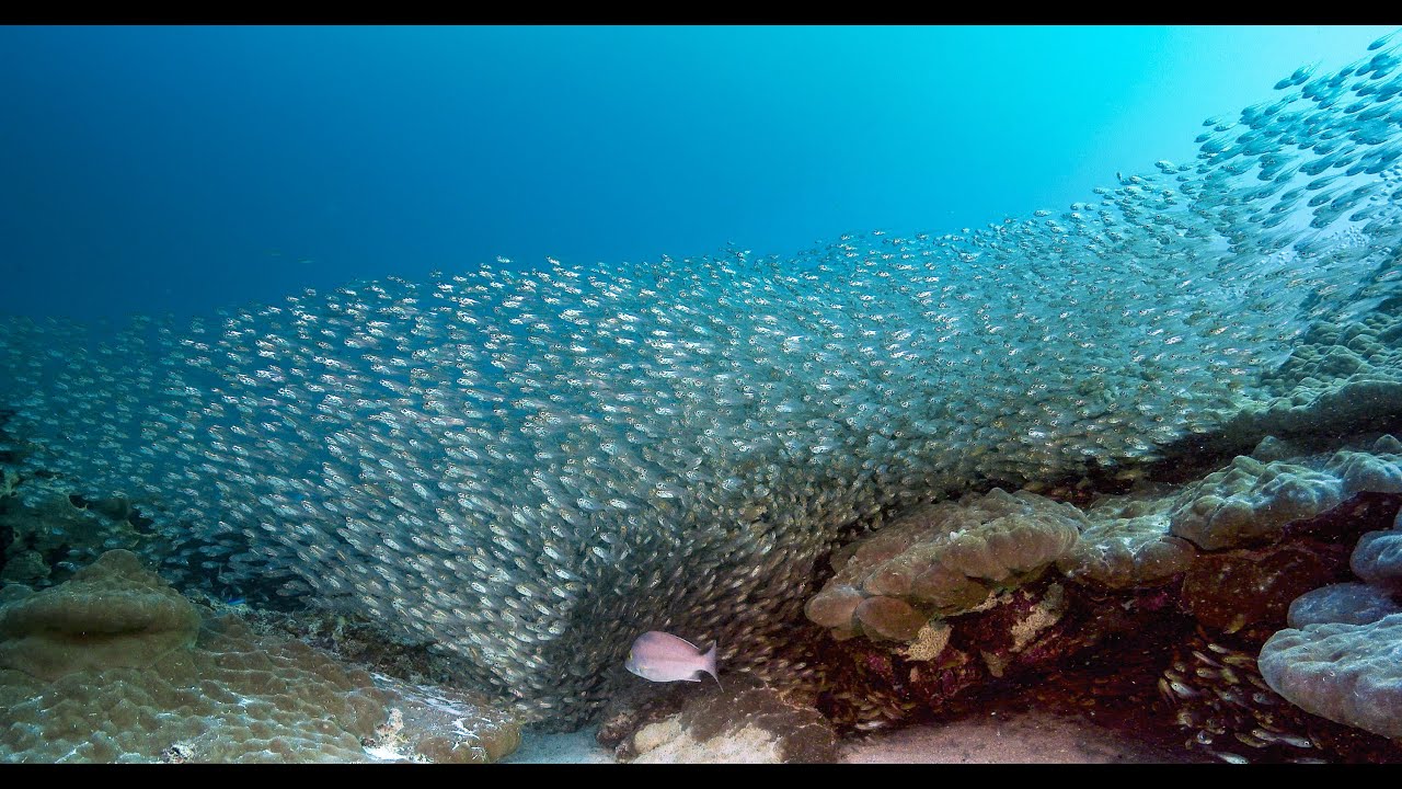 4K Underwater - Diving the Bunker Group, Lady Elliot Island, and MV ...