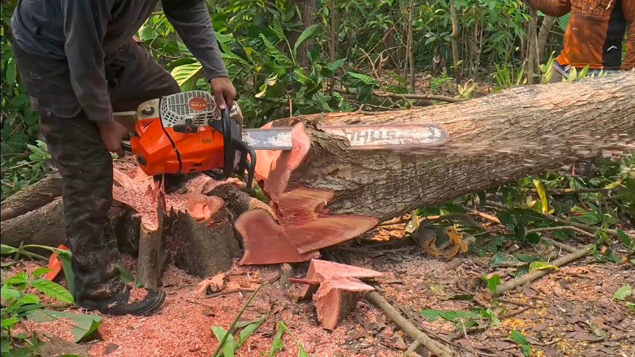 cutting Red Mahogany trees with Stihl and Jonsered saws - YouTube