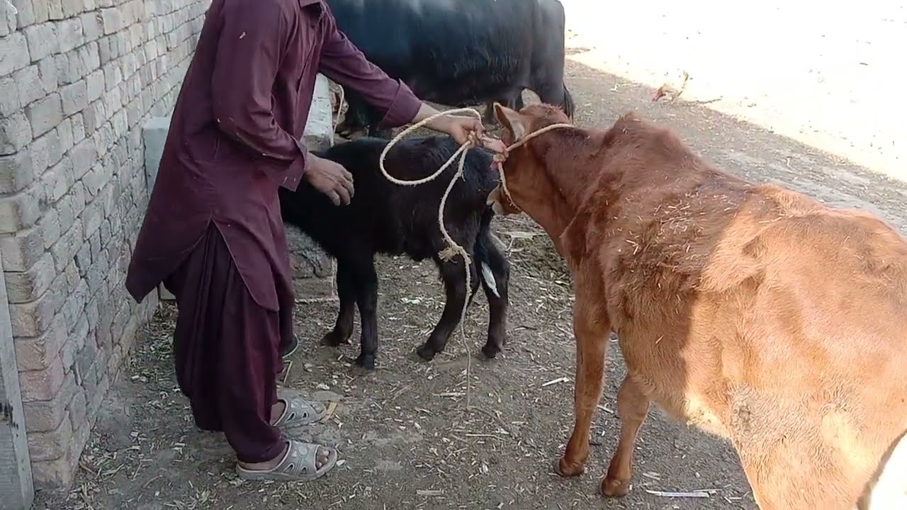 samal bafellow and samal bull meeting in the evening - YouTube